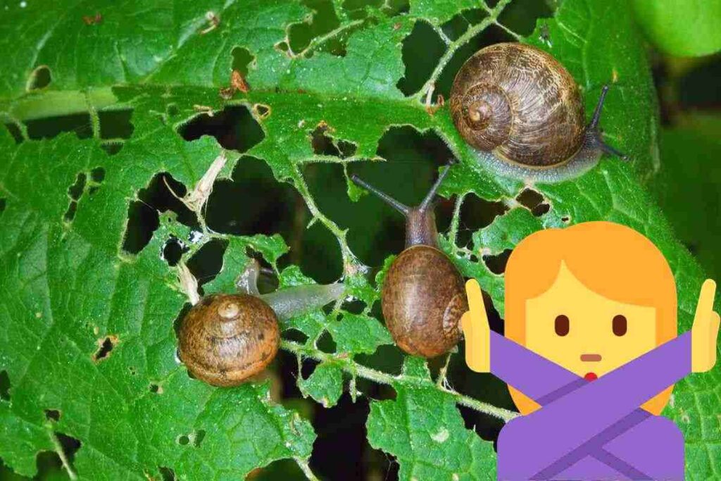 Lumache, come tenerle lontane dal giardino: il metodo naturale ed efficace