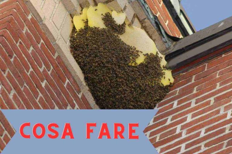 Nido di api in casa: cosa bisogna fare in questi casi? Tutte le indicazioni